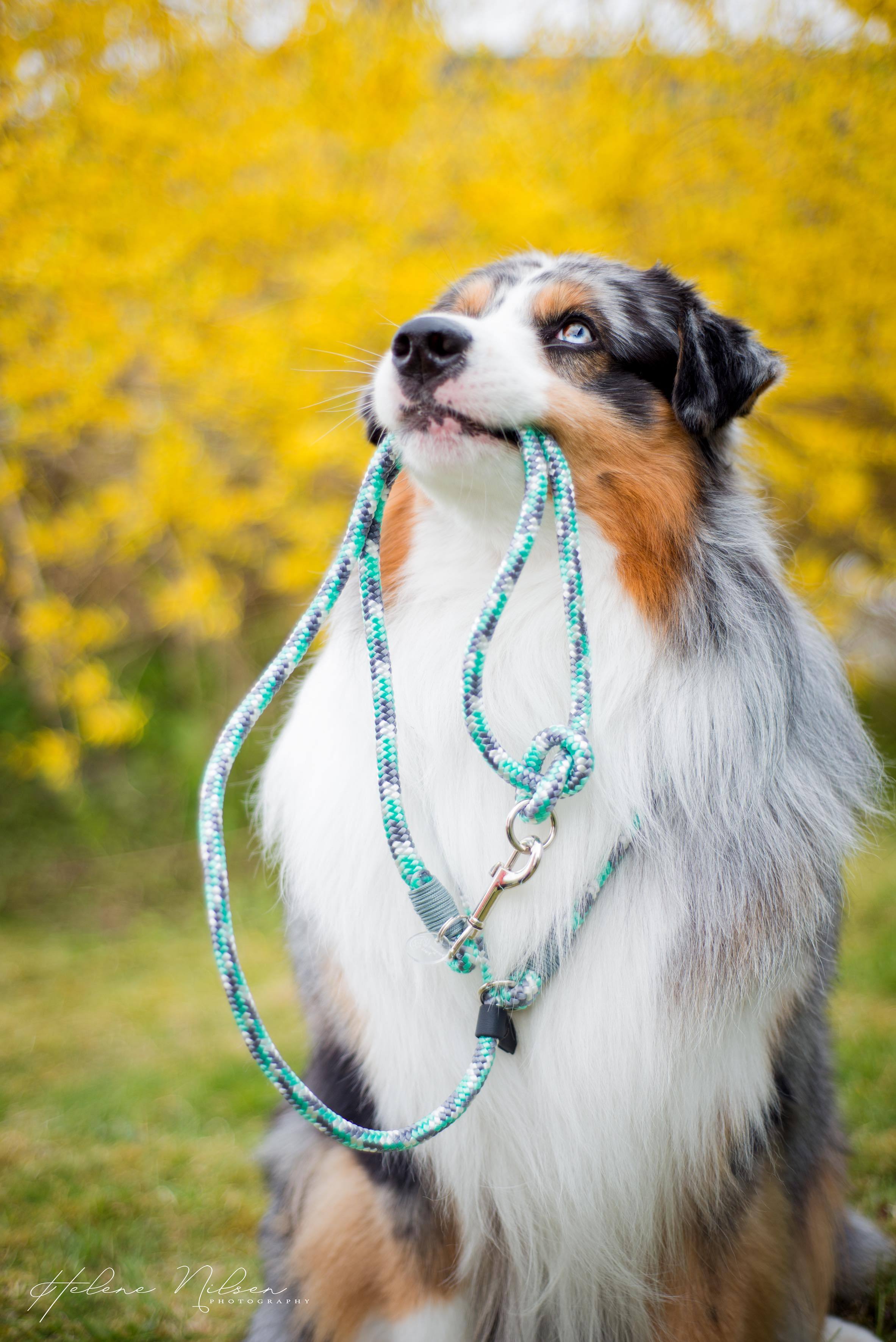 Cord Creations | Handmade Dog Accessories | Paracord for Pets ...